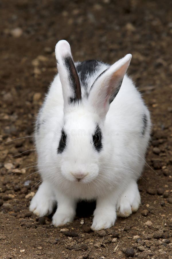 Close Up of a Black White Rabbit Stock Image - Image of meat, furry ...