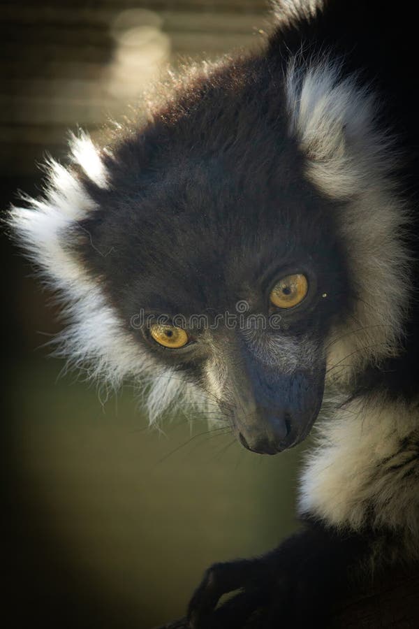 The Portrait of a Black and White Vari Lemur Stock Photo - Image of ...