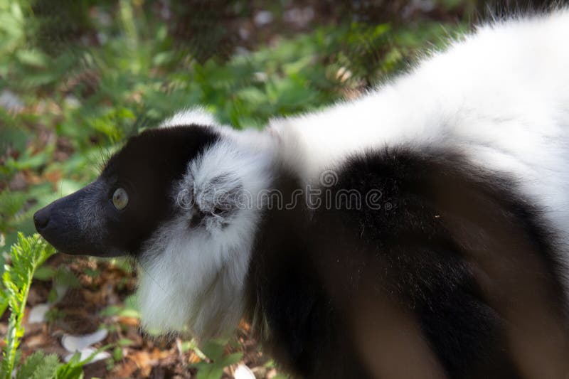 Vari Lemur stock image. Image of ecotourism, varecia - 278326983