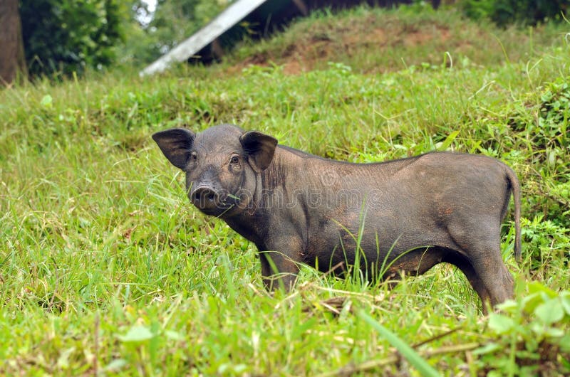 Portrait of Black Wild Boar Stock Photo - Image of creature, mammal ...