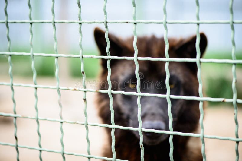 Portrait of a Black Wolf Behind a Fence in a Zoo Stock Image - Image of ...