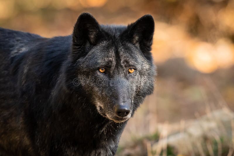 Portrait of Black Wolf in the Forest Stock Image - Image of grey ...