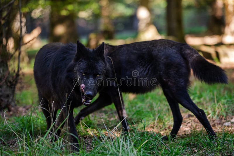 Portrait of a Black Wolf or Timberwolf in the Forest Stock Image ...