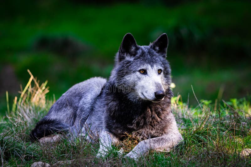 Portrait of a Black Wolf or Timberwolf in the Forest Stock Photo ...