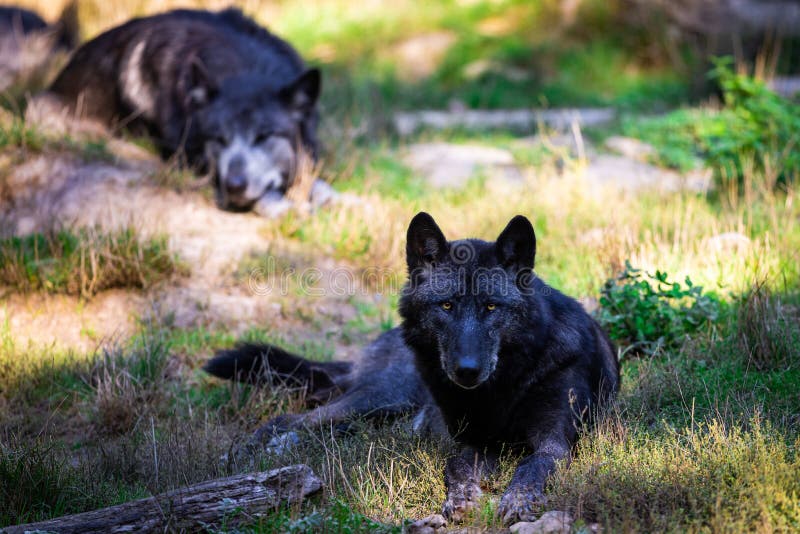 Portrait of a Black Wolf or Timberwolf in the Forest Stock Photo ...