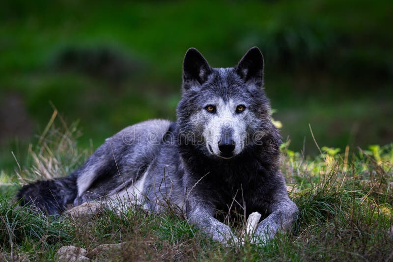 Portrait of a Black Wolf or Timberwolf in the Forest Stock Photo ...