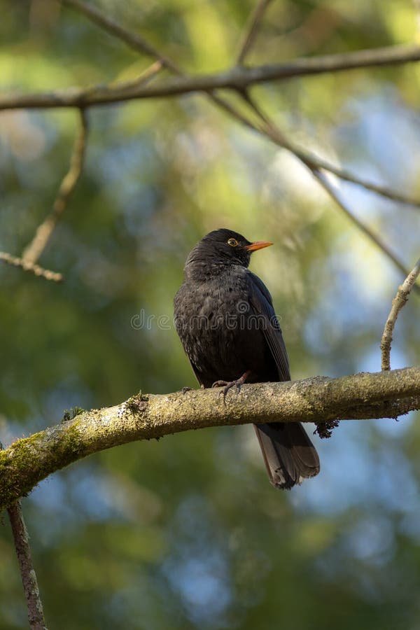 Portrait of a Blackbird on a Tree Stock Photo - Image of park, bird ...