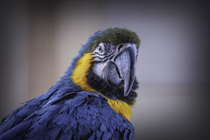 Portrait of a Blue Colorful Ara Macaw Stock Photo - Image of yellow ...