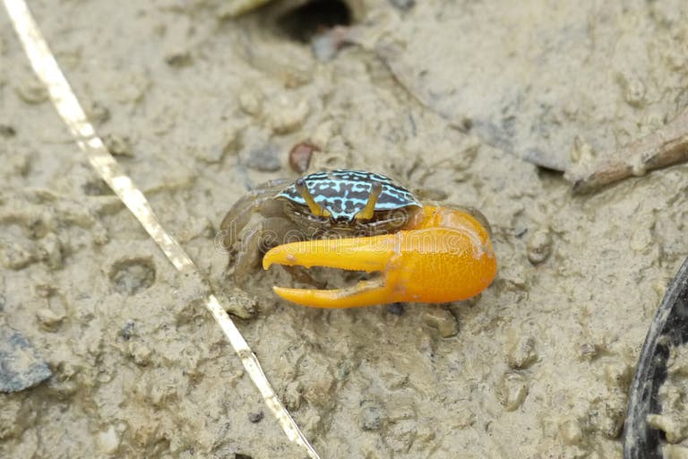Portrait of Blue Fiddler Crab Stock Image - Image of malaysia, sand ...