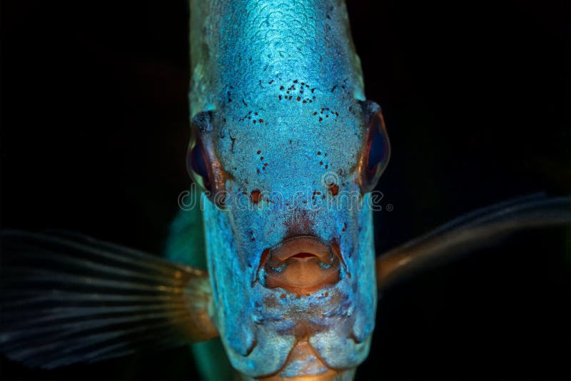 Portrait of Blue Head of Discus Fish Stock Image - Image of aquarium ...