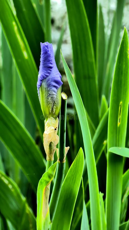 Portrait of a Blue Iris Flower, Impressionist Style Stock Photo - Image ...