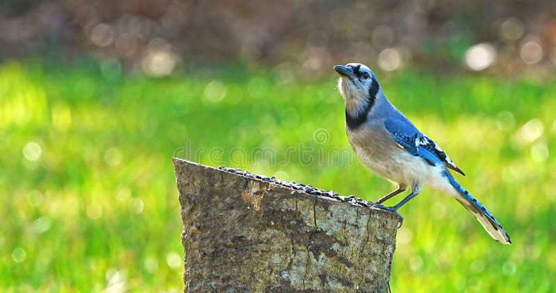 Portrait of a Blue Jay Bird on a Tree Stump in a Backyard with Bird ...