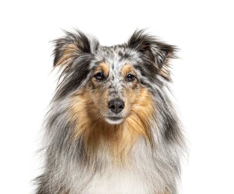 Portrait of a Blue Merle Sheltie, Isolated Stock Image - Image of head ...