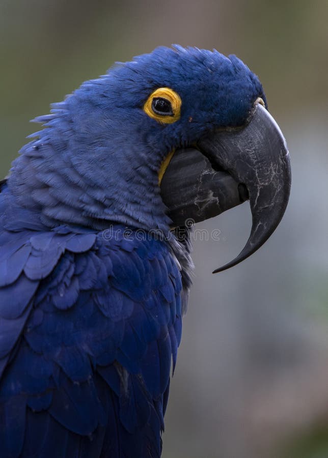 Portrait of blue parrot stock photo. Image of looking - 206274214