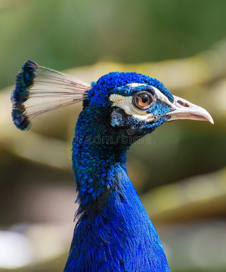 Portrait of blue peacock. stock photo. Image of blue - 87157896
