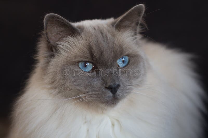 Portrait of a Blue Point Ragdoll Stock Image - Image of blue, felis ...