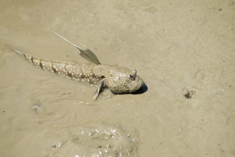 Portrait of Blue Spotted Mud Skipper Stock Image - Image of adorable ...