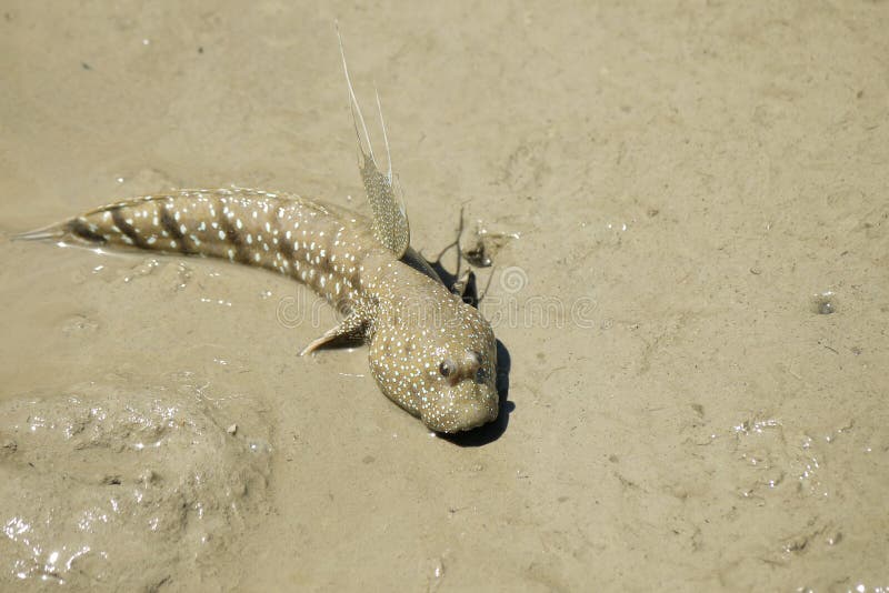 Portrait of Blue Spotted Mud Skipper Stock Photo - Image of estuary ...