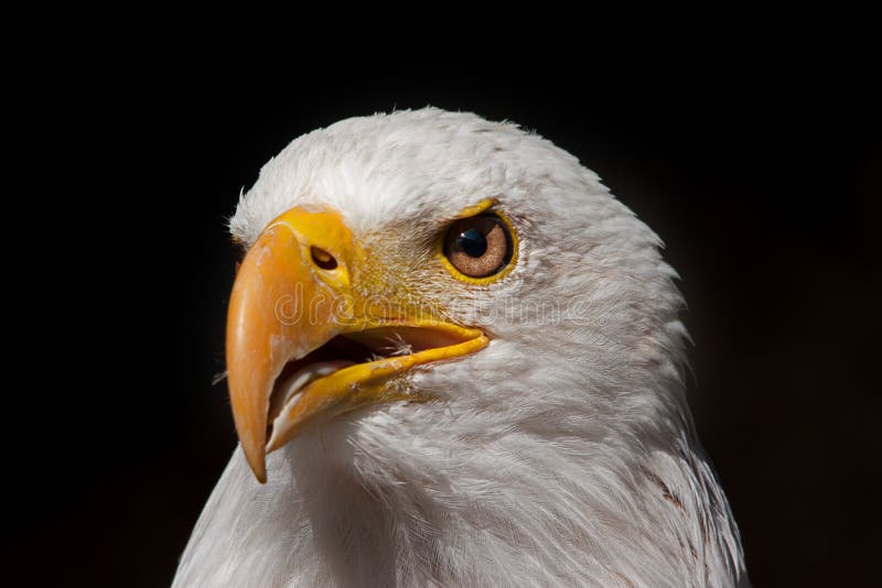 Head of an Eagle Looking To the Side Stock Photo - Image of sublime ...