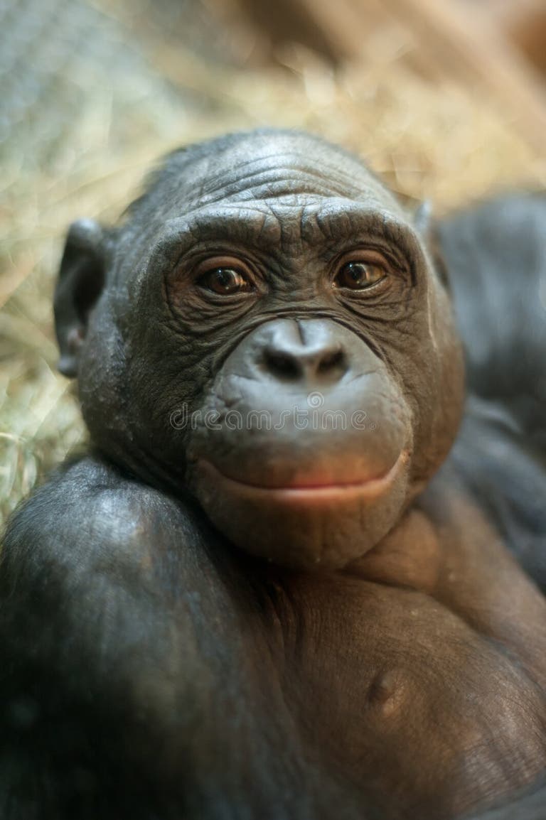 2,769 Bonobo Stock Photos - Free & Royalty-Free Stock Photos from ...