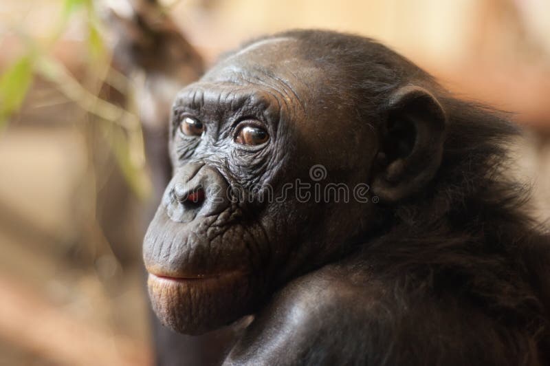 Sad monkey stock photo. Image of chimpanzee, scratch, rock - 1848824