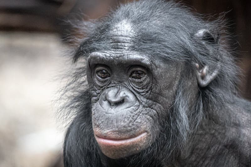 Portrait of a Bonobo Monkey with a Cute Expression on His Face Stock ...