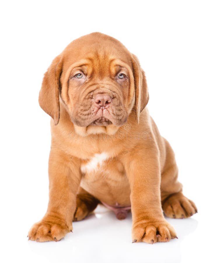 Portrait of a Bordeaux Puppy Sitting in Front View. Isolated on White ...