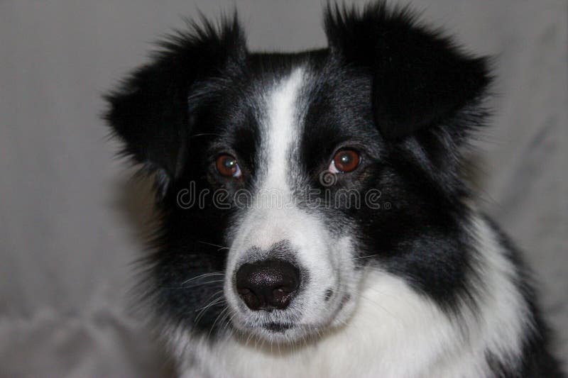 Portrait of a Border Collie Dog, Black and White Stock Image - Image of ...