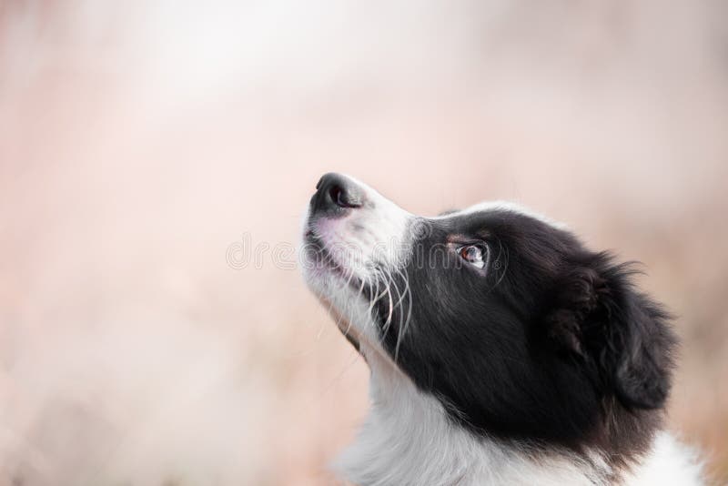 Head of Border Collie in Field Stock Photo - Image of beautiful, breed ...