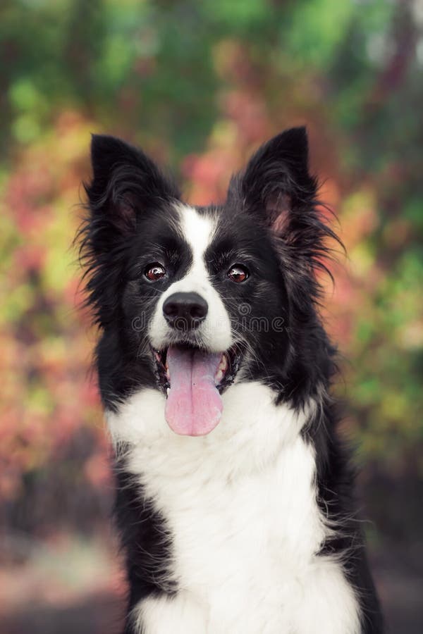 Portrait of a Border Collie Stock Image - Image of collie, black: 100573005