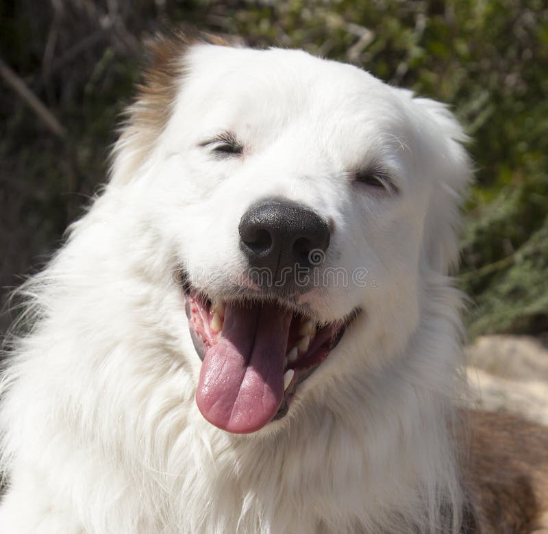 Portrait of Border Collie stock photo. Image of teeth - 71279598