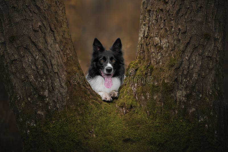 Portrait of a Border Collie, between Two Trees in the Forest. Stock ...