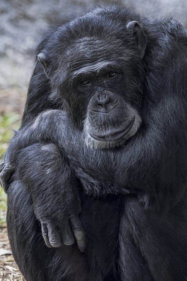 Bored Ape stock photo. Image of expression, intelligent - 252763118