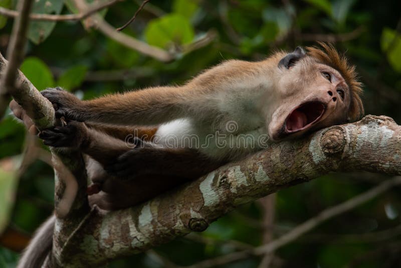 Portrait of Bored Monkey Lying and Having Rest on a Tree Branch with ...