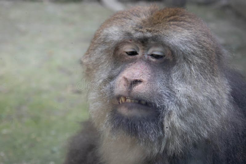 A Portrait of Bored Monkey, Tibetan Monkey ( Pere David S Monkey Stock ...