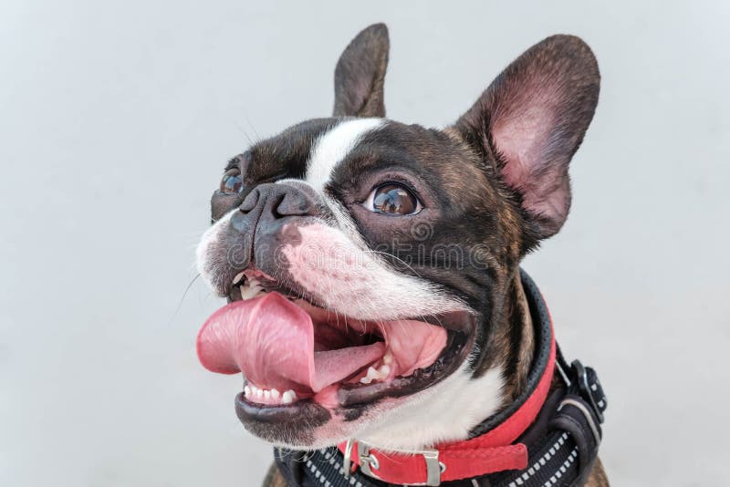 Portrait of Beautiful Boston Terrier Dog Pure Breed Soft Grey ...