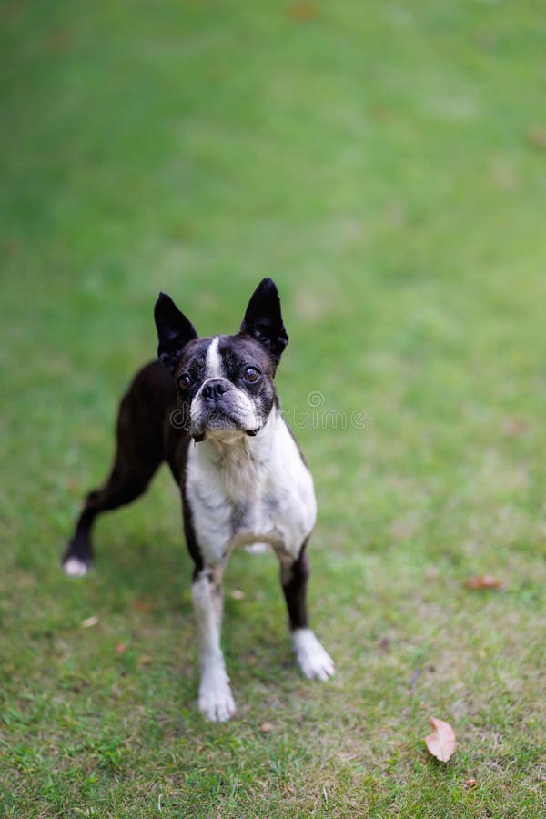 Portrait of a Boston Terrier Standing on the Grass in the Garden Stock ...