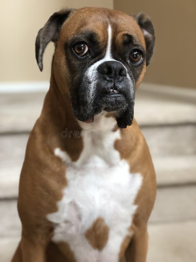 Boxer dog sitting stock photo. Image of animal, architecture - 156438120