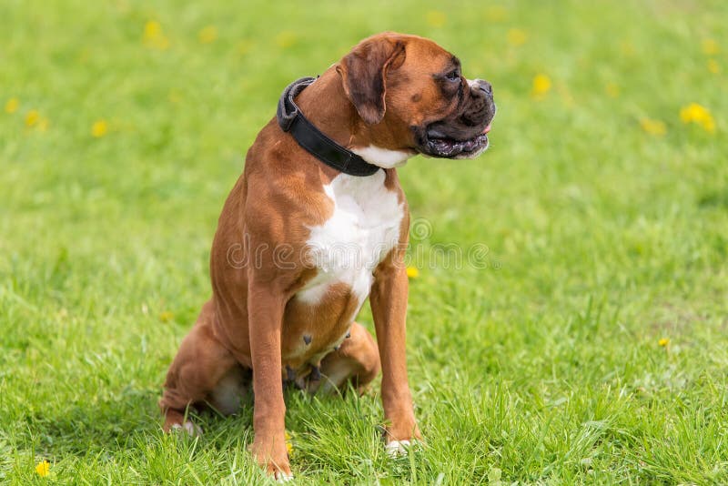 Portrait of a Boxer Dog in Green Stock Photo - Image of mammal, color ...
