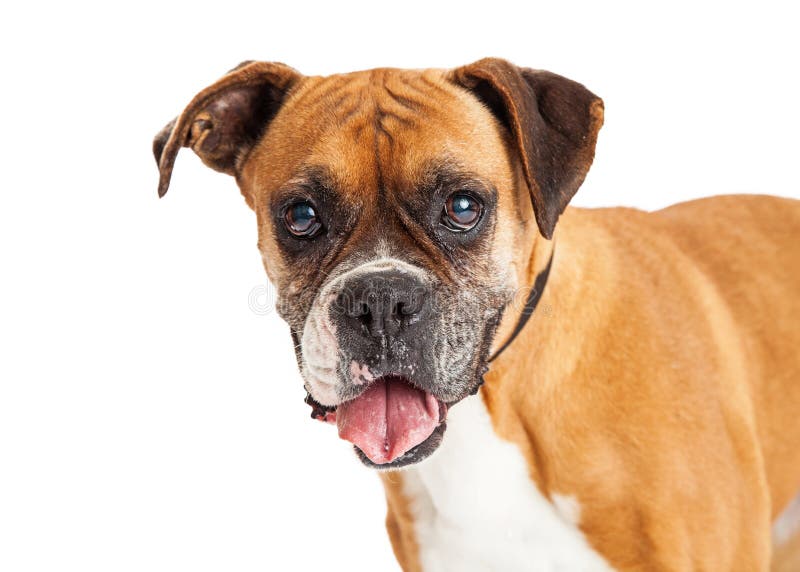 Boxer Dog Closeup stock photo. Image of german, isolated - 17818466