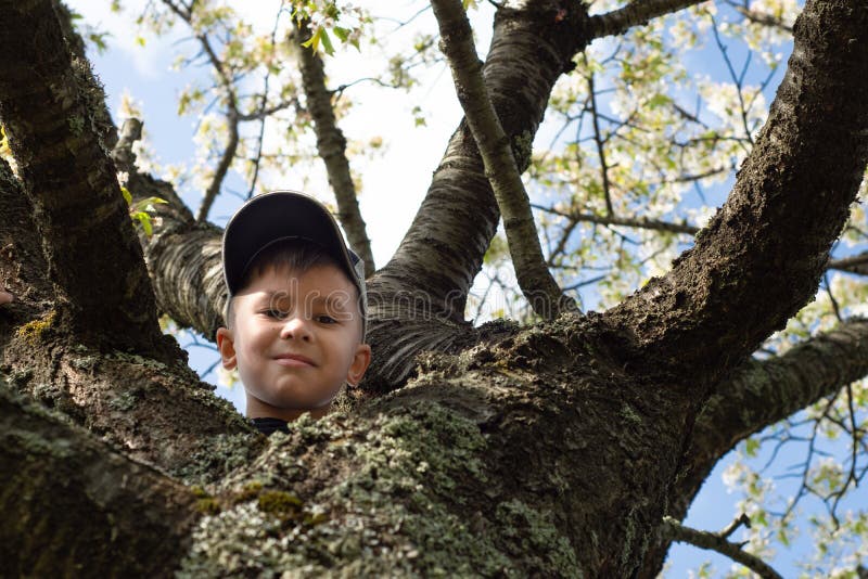 Portrait of a Boy Posing on a Tree Stock Image - Image of branches ...