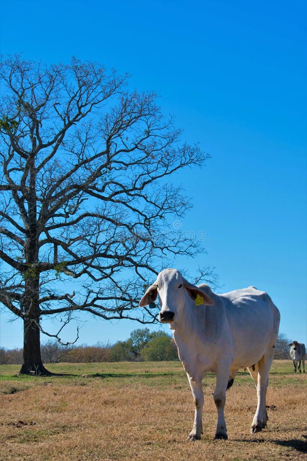 Brahma Cow Portrait stock image. Image of farm, elegant - 105670537