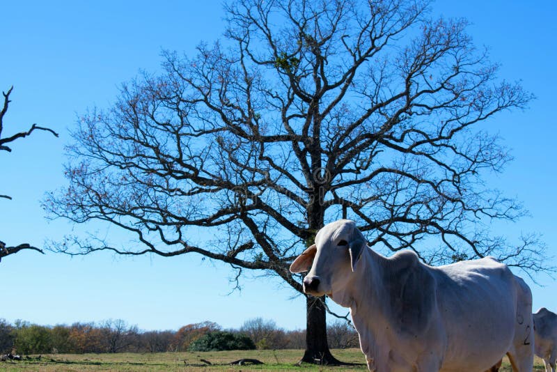 Brahma Cow Portrait stock image. Image of farming, domestic - 105751671