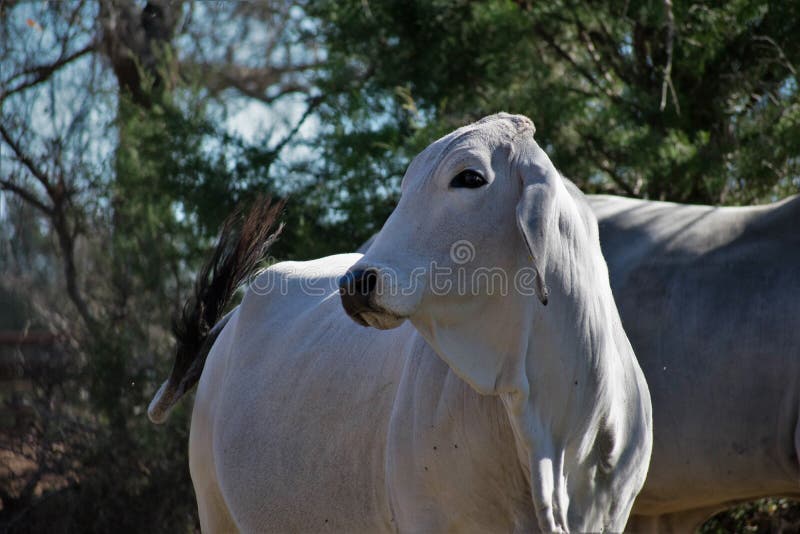 Brahma Cow Portrait stock image. Image of landscape - 105816305