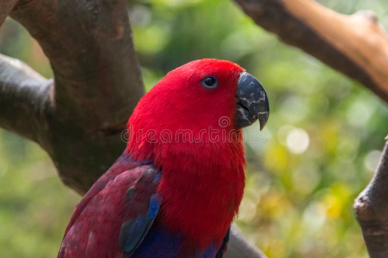 The Portrait of the Bright Red Parrot Stock Photo - Image of color ...