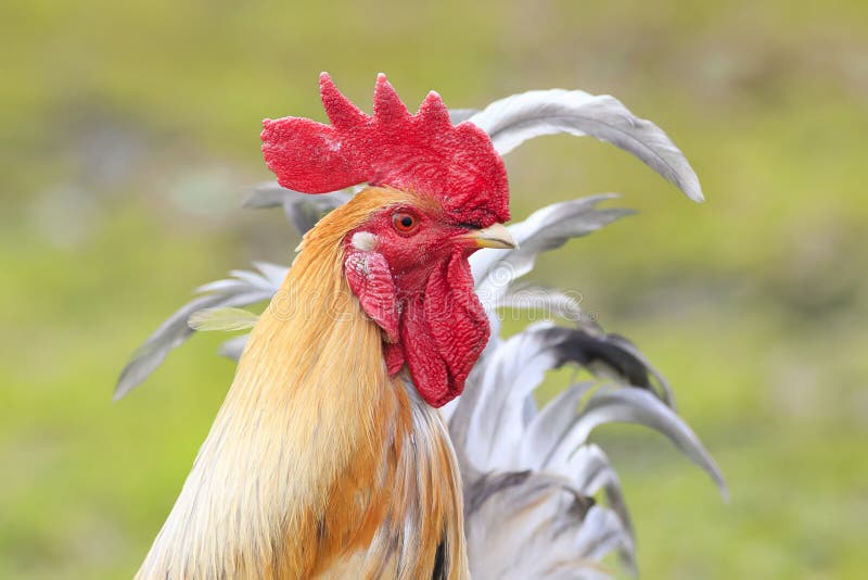 Portrait of a Bright Red Rooster with Red Comb on Grass Stock Photo ...
