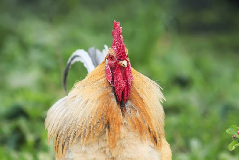 Big Rooster with a Red Comb and Colorful Plumage. Breeding Chickens on ...