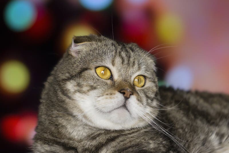 Portrait of a Brindle Cat. Tabby Cat with Big Eyes Stock Image - Image ...