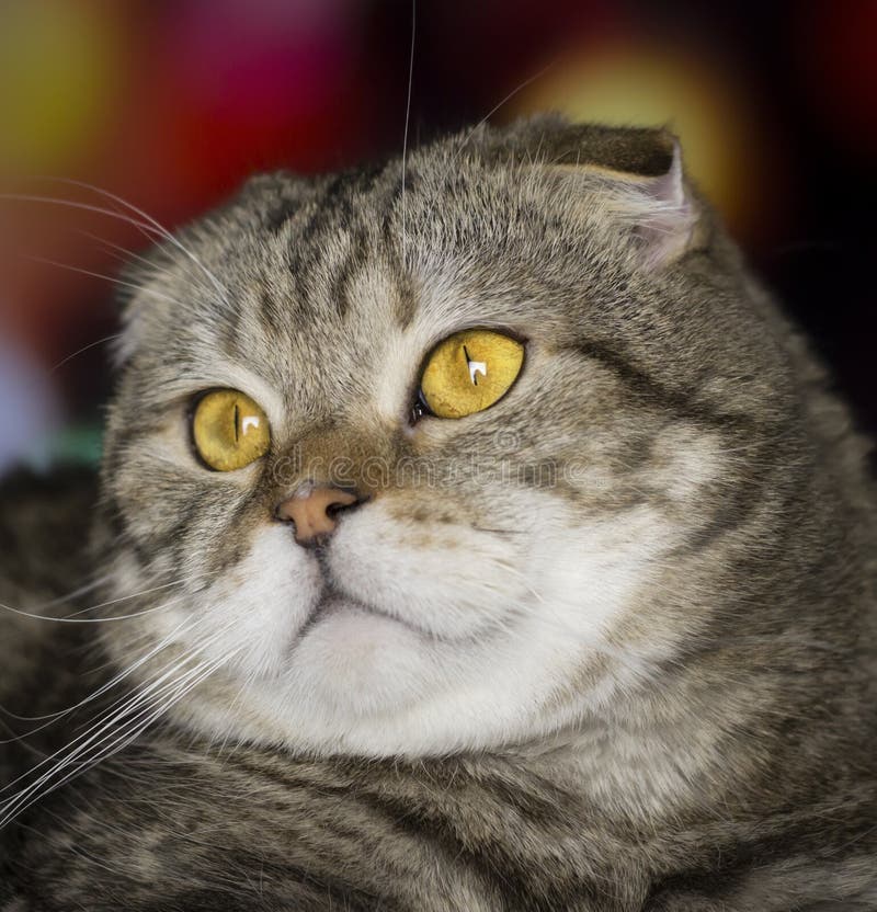 Portrait of a Brindle Cat. Tabby Cat with Big Eyes Stock Image - Image ...