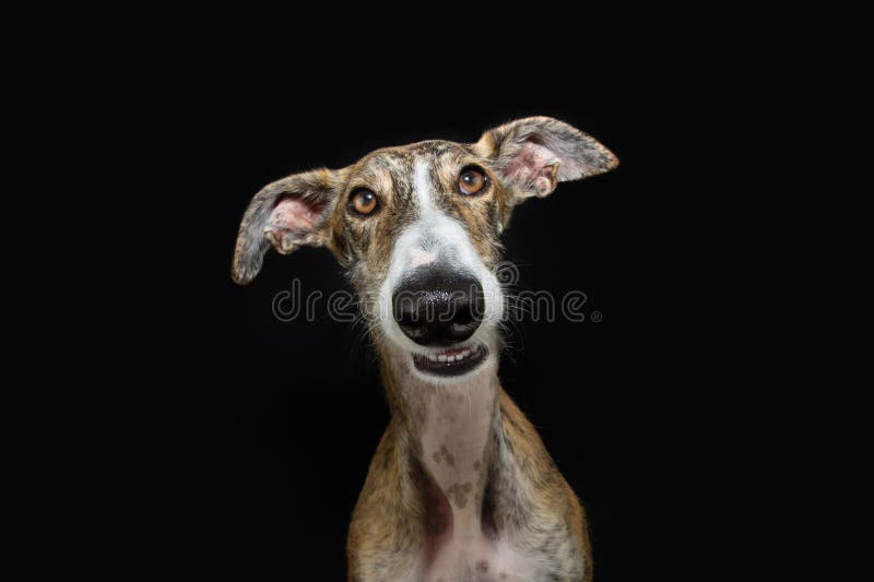 409 Smiling Greyhound Stock Photos - Free & Royalty-Free Stock Photos ...